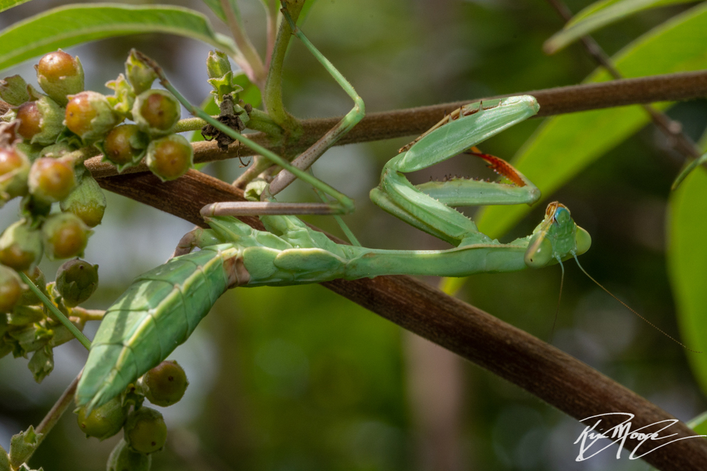 Arizona Mantis in September 2018 by Kim Moore · iNaturalist United Kingdom