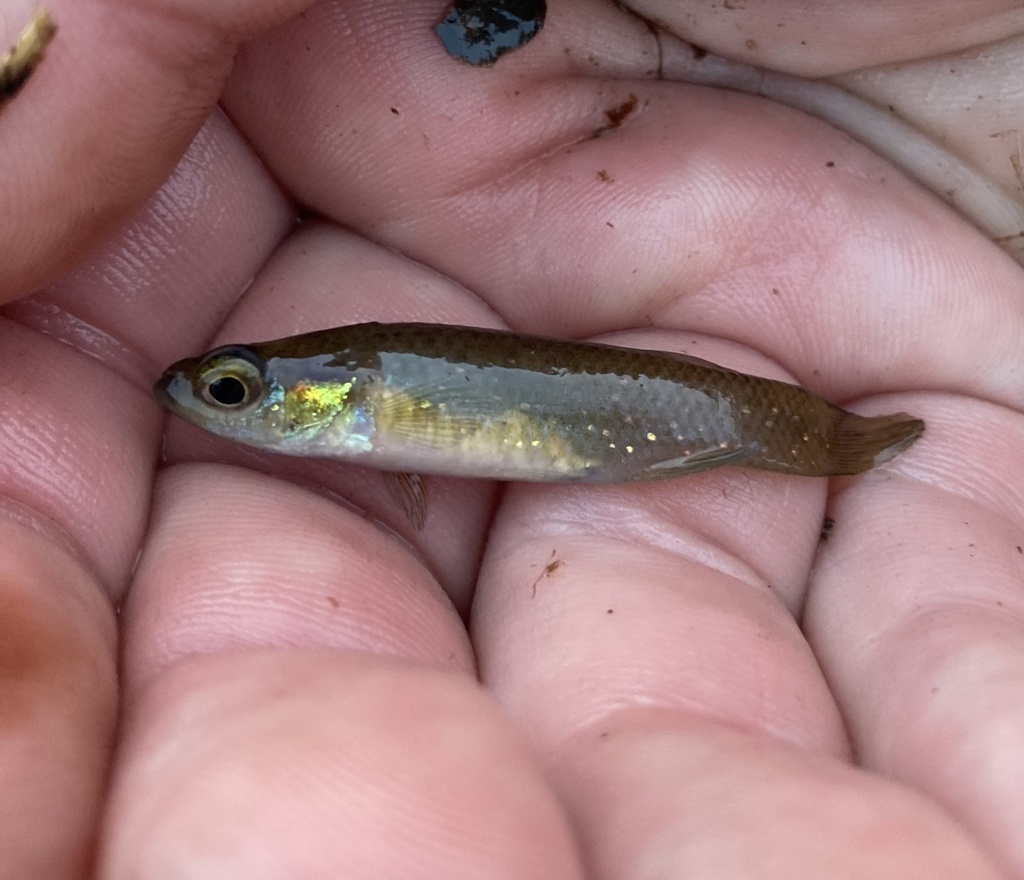 Golden Topminnow from Grass Island, Gulf Shores, AL, US on November 3 ...