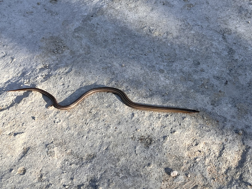 Burton's Snake-lizard from Neerabup National Park, Neerabup, WA, AU on ...