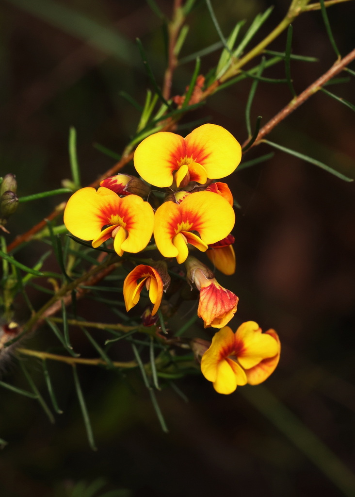 Smooth Parrot-pea from Aireys Inlet VIC 3231, Australia on October 30 ...