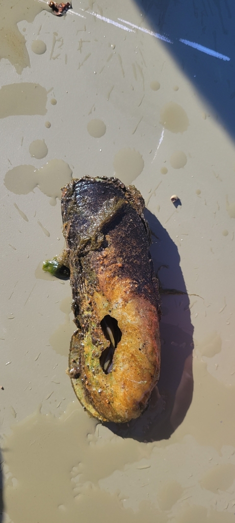 Spectaclecase in November 2022 by Brandon Brooke. Spectaclecase had two ...