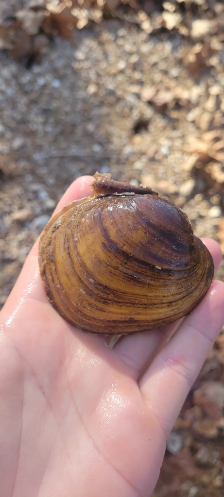 Pink Mucket in November 2022 by Brandon Brooke. Found fresh dead along ...