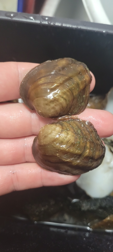 Three-ridge Mussel from Jackson Township, MO, USA on November 03, 2022 ...