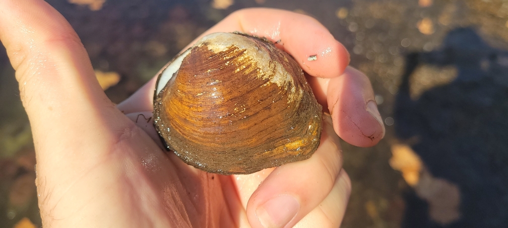 Wabash Pigtoe from Jackson Township, MO, USA on November 03, 2022 at 02 ...