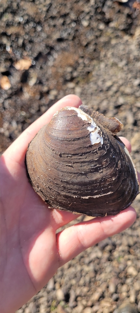 Round Pigtoe from Jackson Township, MO, USA on November 3, 2022 at 02: ...