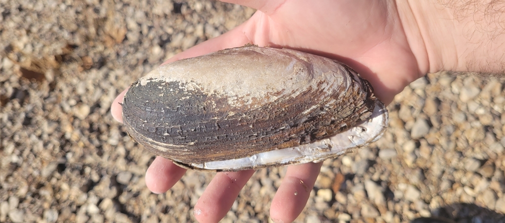 Black Sandshell from Jackson Township, MO, USA on November 03, 2022 at ...