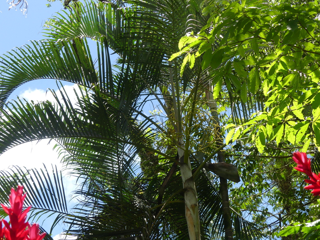 Clinostigma from Faleata East, Tuamasaga, Samoa on October 29, 2022 at ...