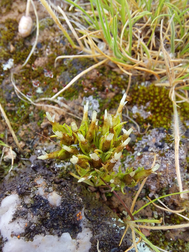 Pygmy Daisy in November 2022 by Ned Piscioneri · iNaturalist