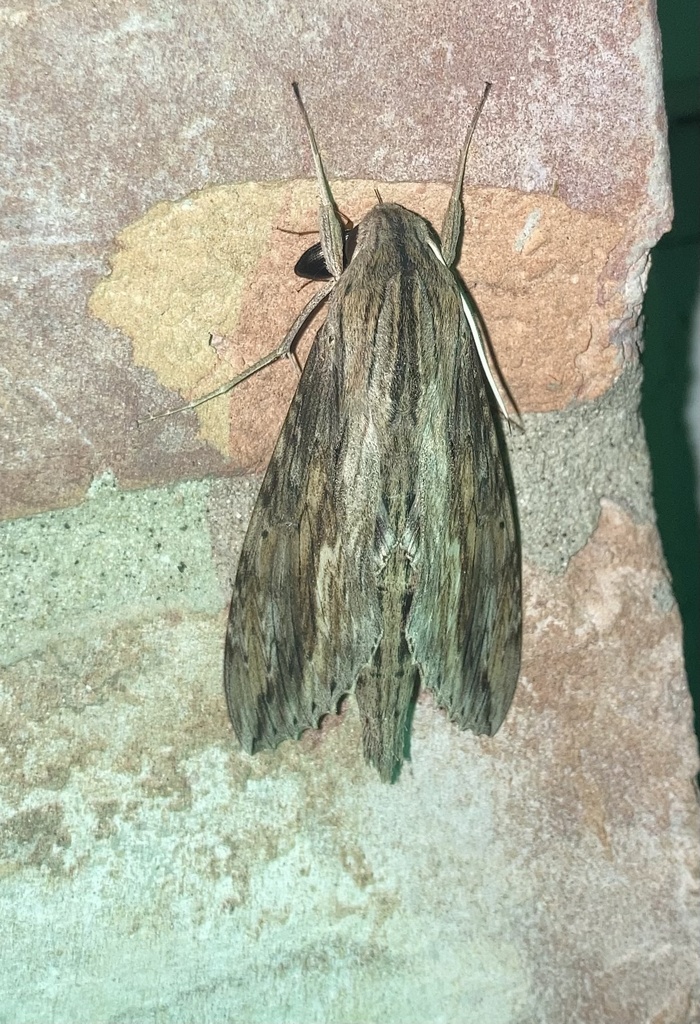 Ello Sphinx from Denain Dr, Corpus Christi, TX, US on November 03, 2022 ...