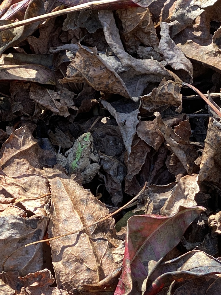 Northern Cricket Frog In November 2022 By Daniel Lupton INaturalist northern-cricket-frog-in-november-2022-by-daniel-lupton-inaturalist