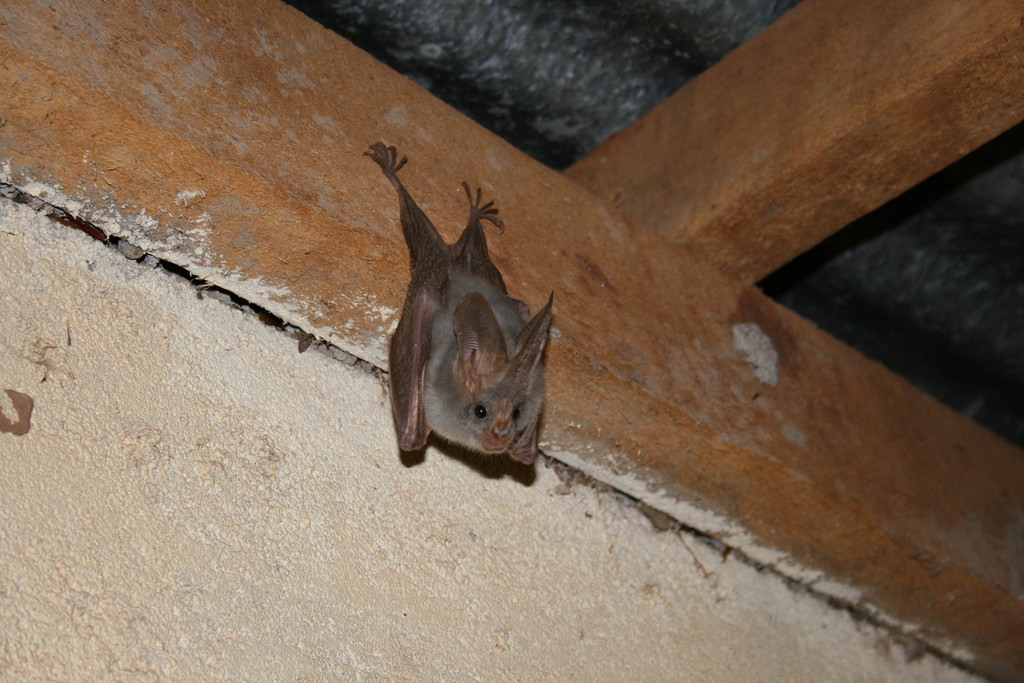 Heart-nosed bat from Samburu National Reserve, Kenya on September 22 ...