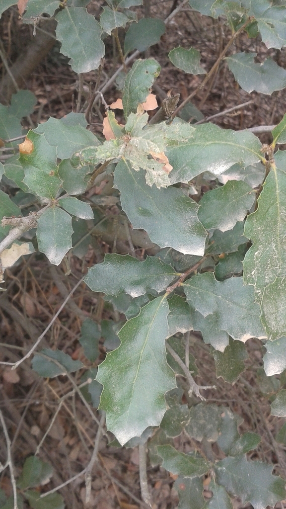 Quercus berberidifolia × engelmannii from Marshall Canyon County Park ...