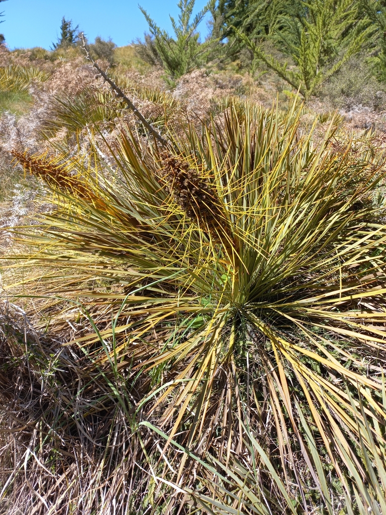 Spaniard grass in November 2022 by Denise Ford · iNaturalist
