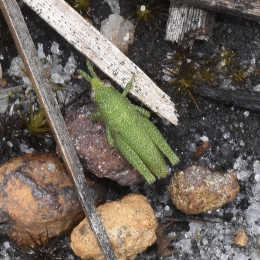 Monistria from West Frankland State Forest, North Walpole, WA, AU on ...