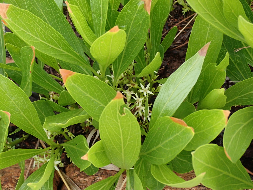 Sand Apple from Dr Kenneth Kaunda, North West, South Africa on October ...