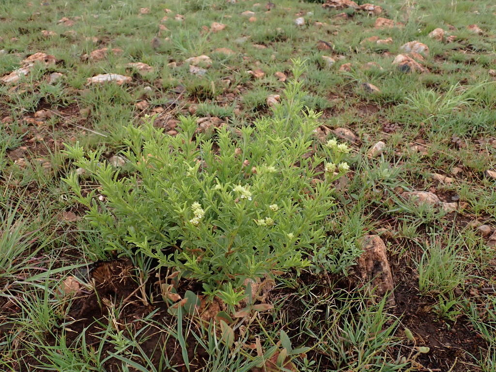 Rehmann-Lippia from Dr Kenneth Kaunda, North West, South Africa on ...