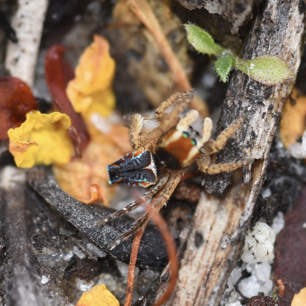Maratus cuspis from Mount Lindesay National Park, Mount Lindesay, WA ...