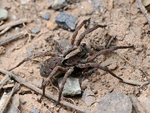 Lycosa wangi · iNaturalist