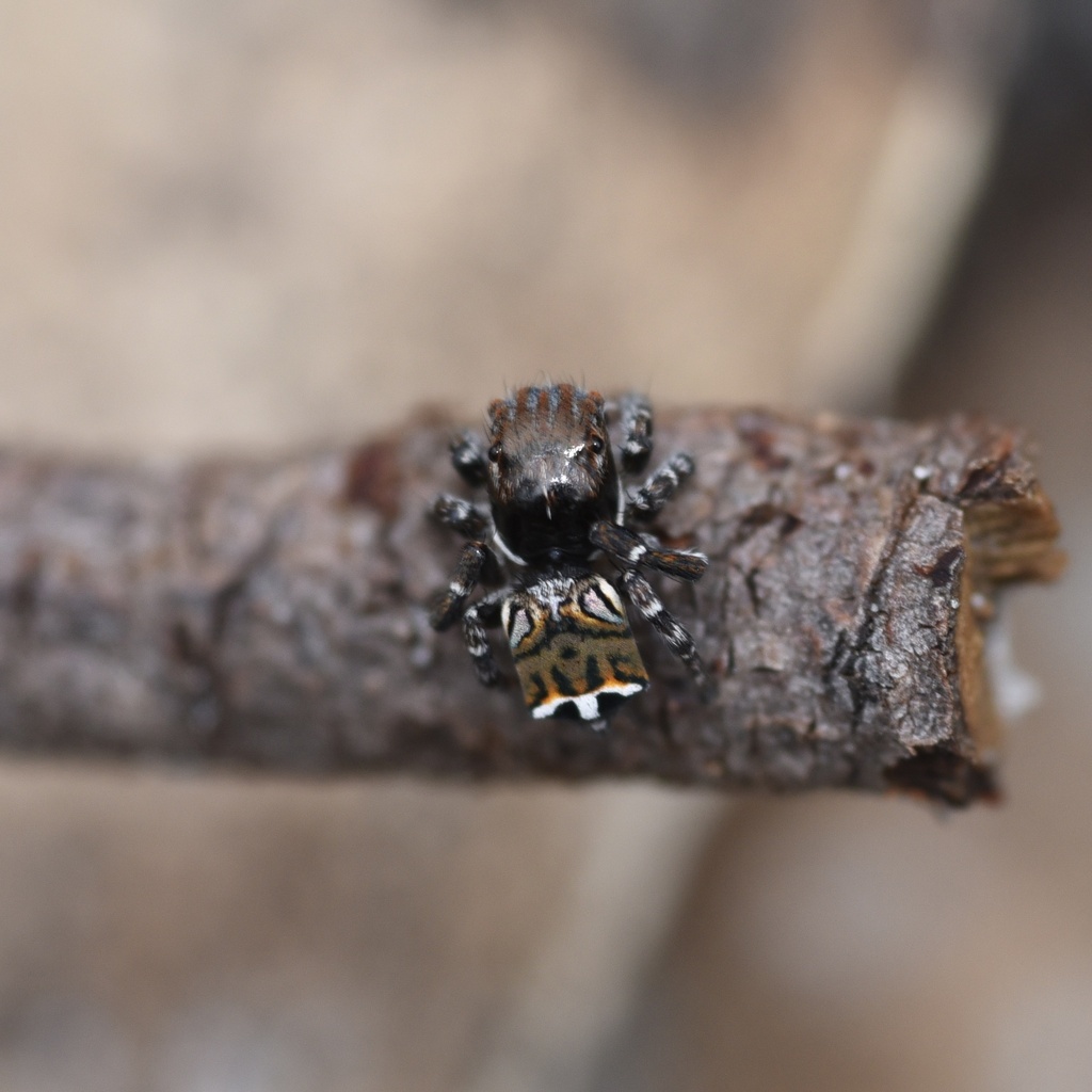 Triangular-crowned Peacock Spider from Mount Lindesay National Park ...