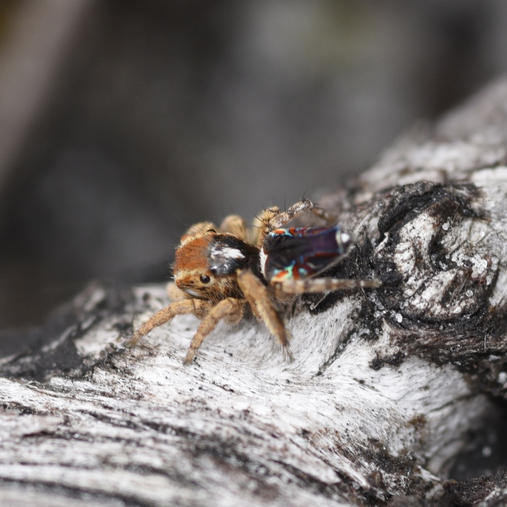 Maratus cuspis from Mount Lindesay National Park, Mount Lindesay, WA ...
