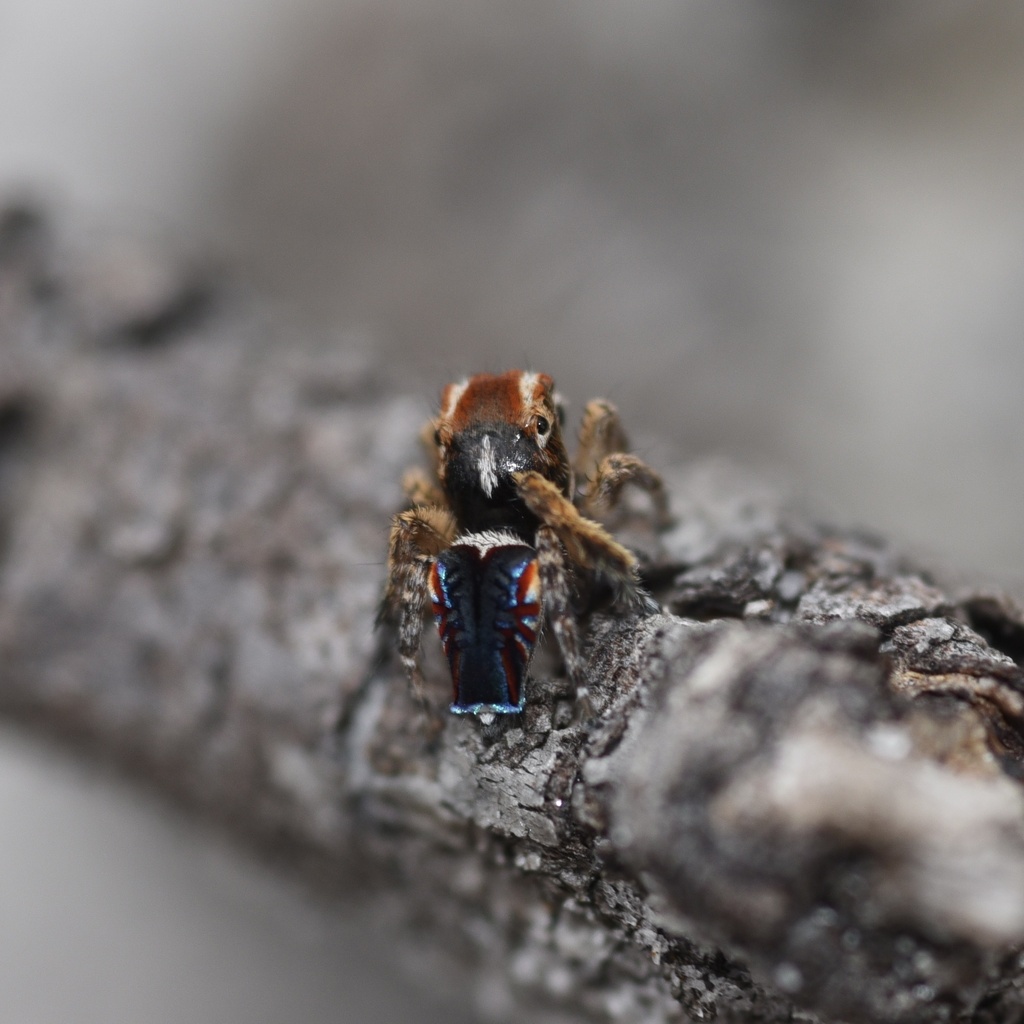 Maratus cuspis from Mount Lindesay National Park, Mount Lindesay, WA ...
