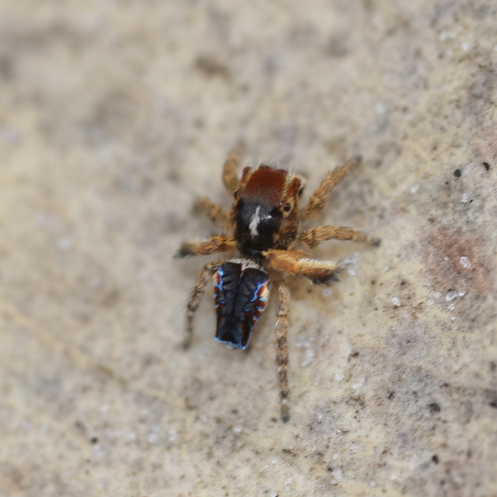 Maratus cuspis from Mount Lindesay National Park, Mount Lindesay, WA ...