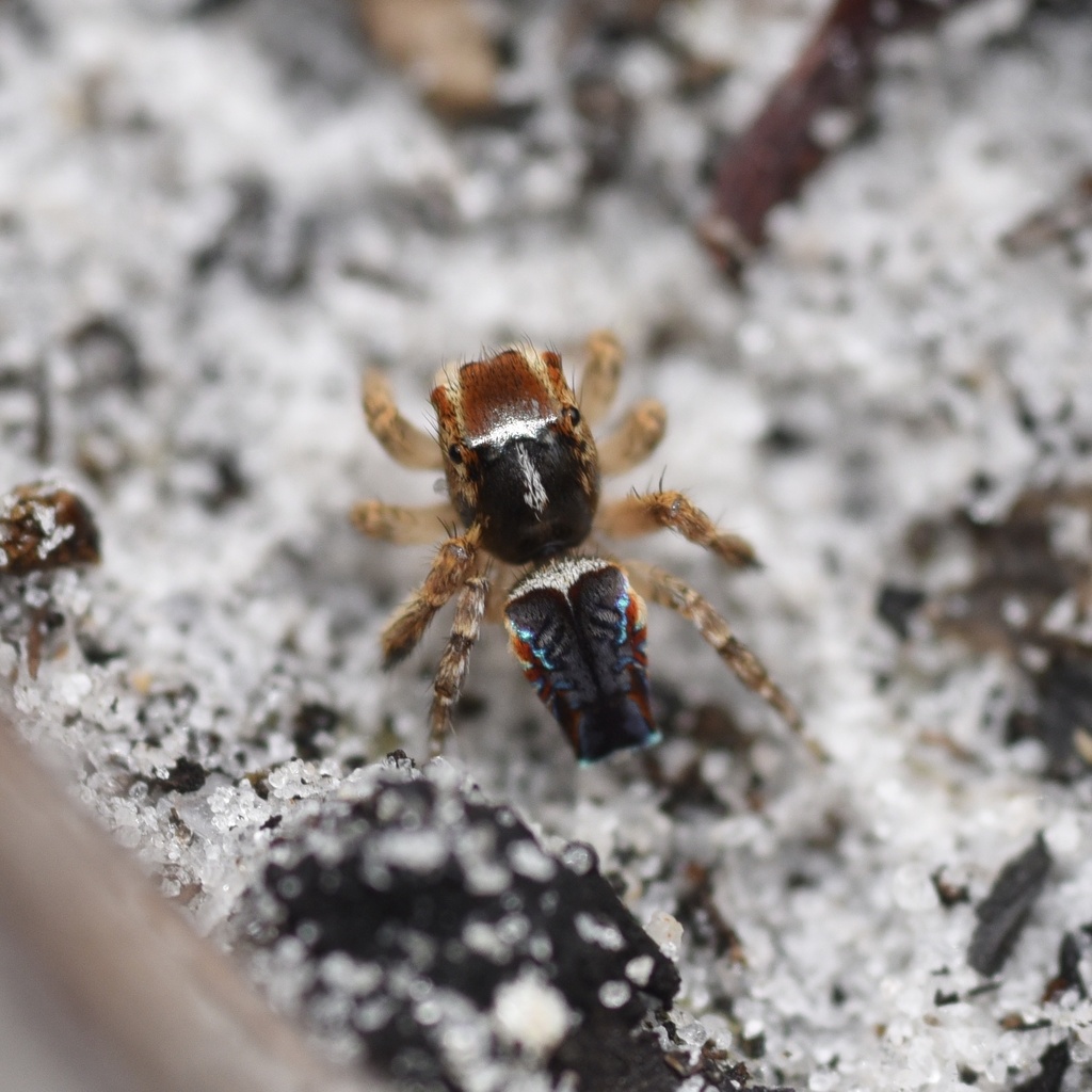 Maratus cuspis from Mount Lindesay National Park, Mount Lindesay, WA ...