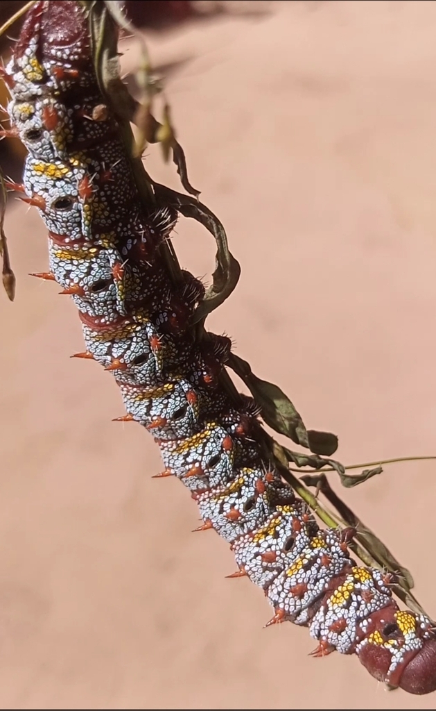 Mopane Worm from Kollo, Niger on November 4, 2022 at 09:15 AM by ...