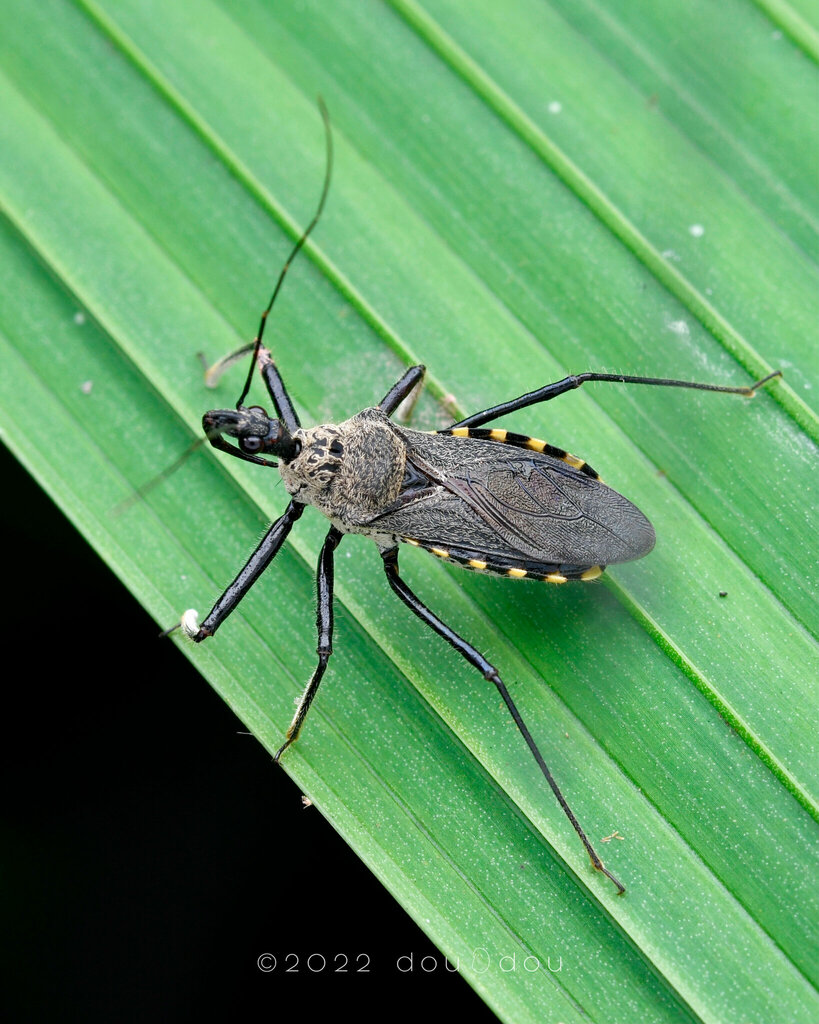 Rhynocoris marginellus from 中国云南省普洱市江城哈尼族彝族自治县 on July 19, 2022 at 02: ...