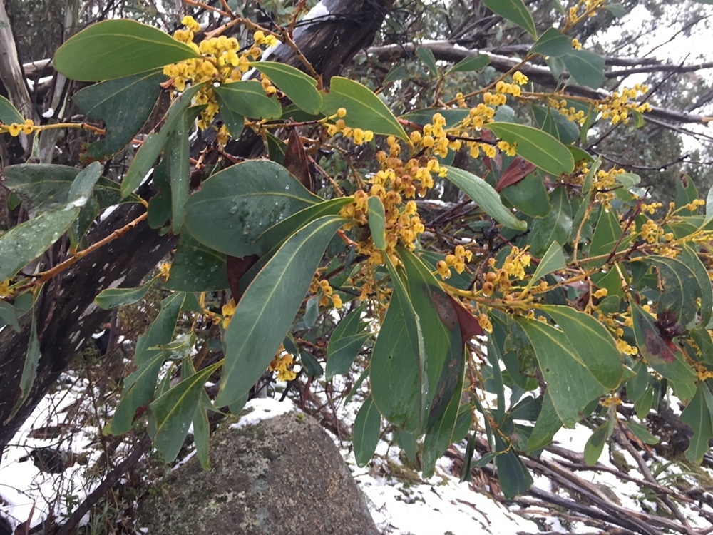Mountain Hickory Wattle from Mount Buffalo, Alpine - East, AU-VI, AU on ...