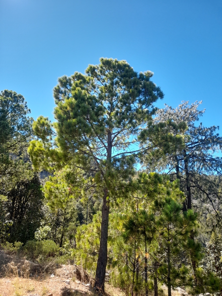 Durango pine in October 2022 by Jamileth Holguin. Pino duranguensis ...