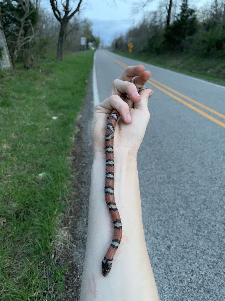 Western Milksnake in April 2021 by Henry Westphal · iNaturalist