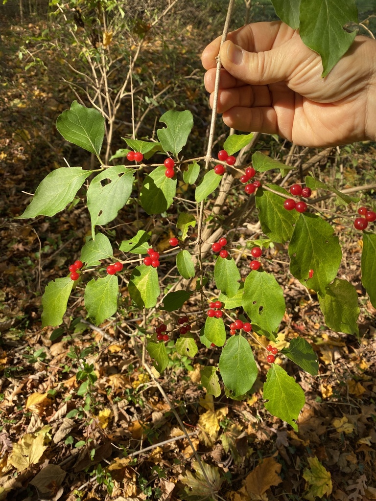 Amur honeysuckle from Moore Blvd, Clayton, NJ, US on November 4, 2022 ...