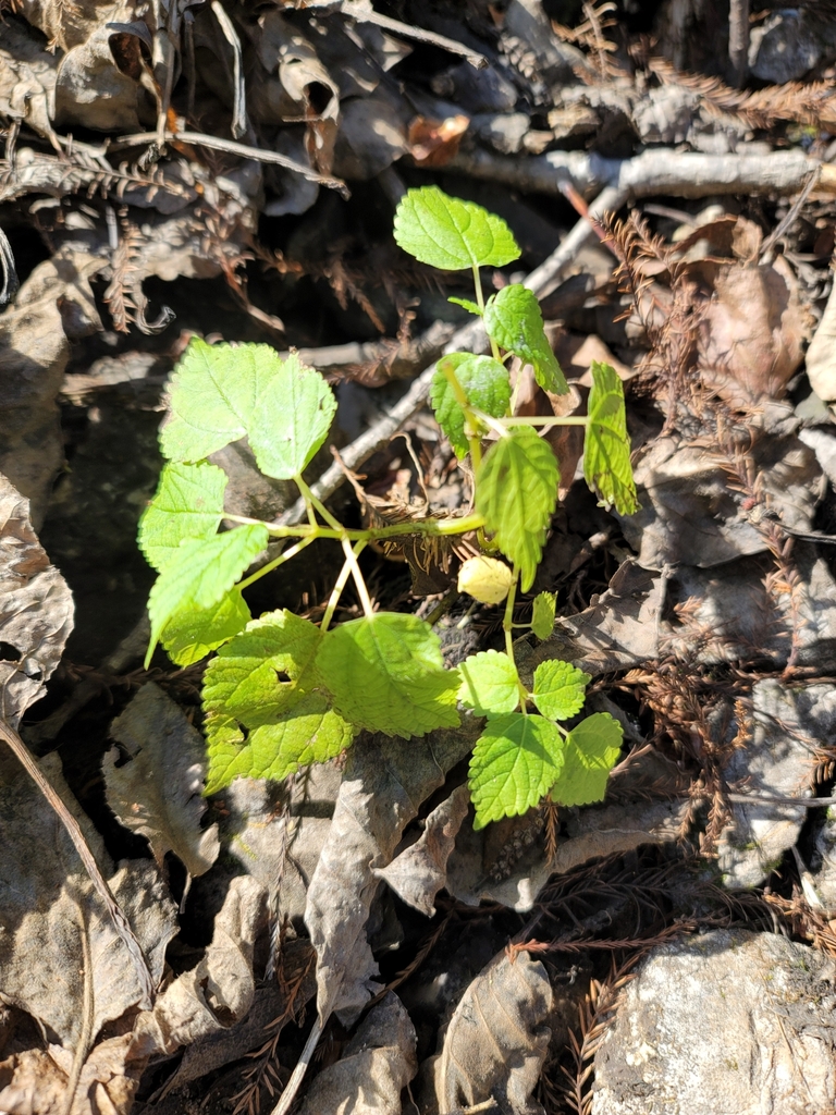 false nettle from Preston, MS 39354, USA on November 4, 2022 at 10:55 ...