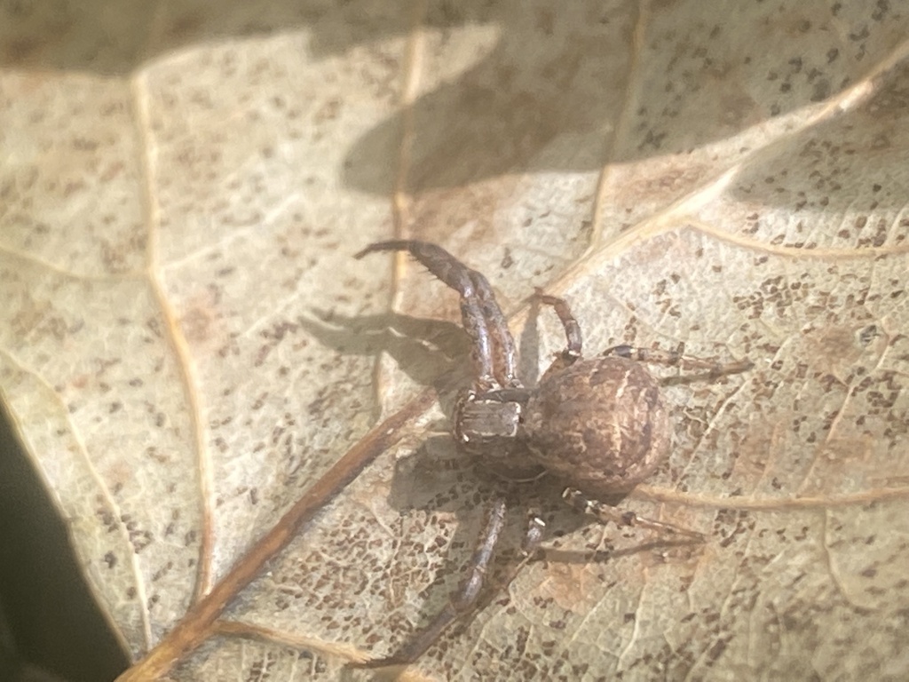 Crab Spiders from Conference House Park, New York, NY, US on November ...