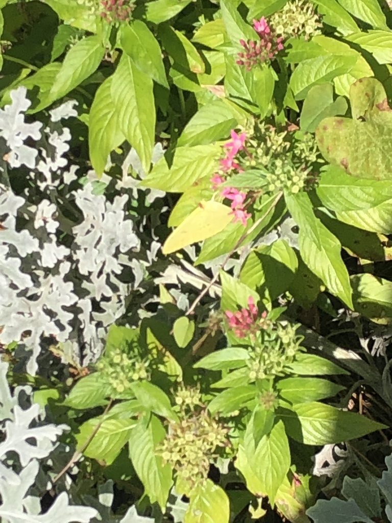 Cloudless Sulphur from Saint James Island, Panacea, FL, US on November ...