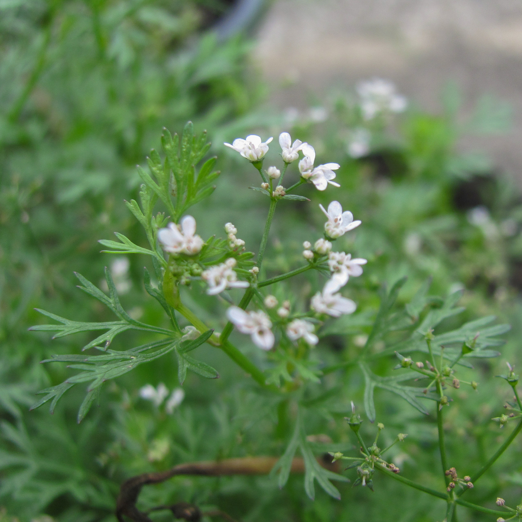coriander in October 2014 by becksnyc · iNaturalist