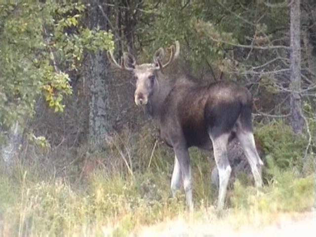 European Elk from Engerdal, Norwegen on August 29, 2004 at 09:23 PM by ...