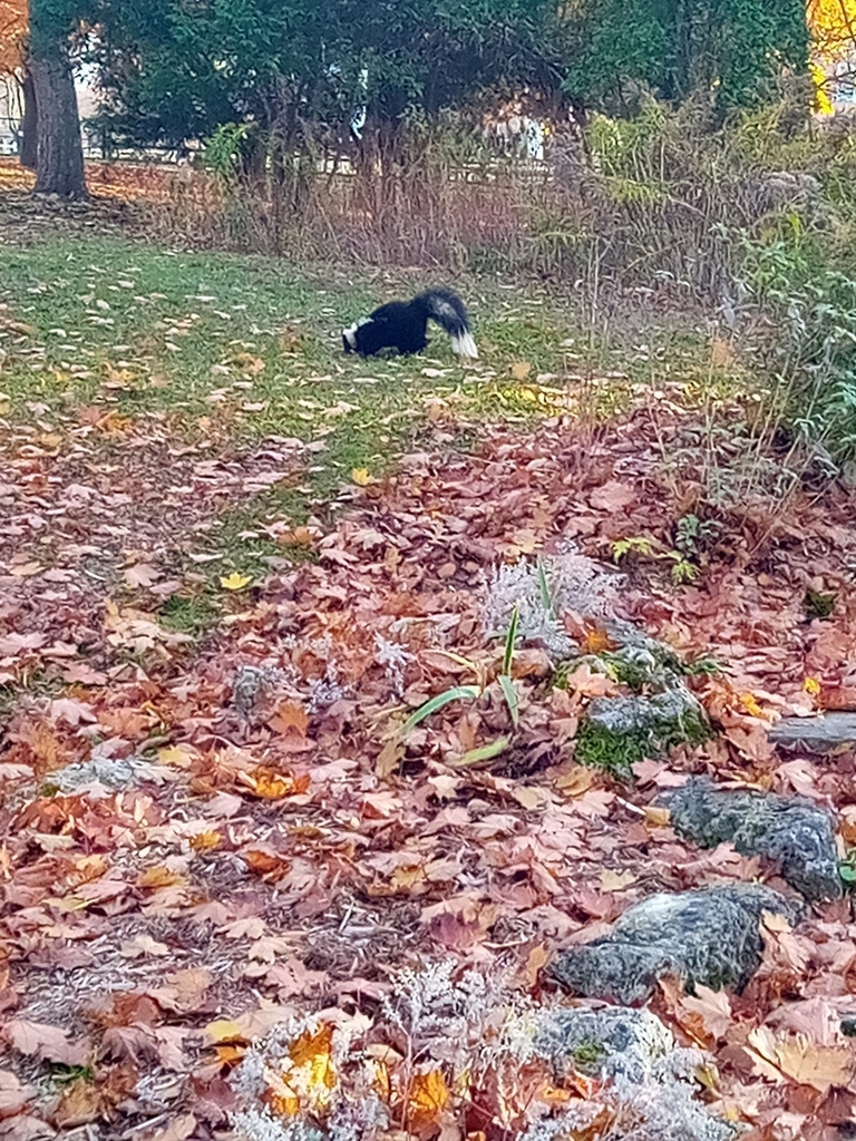 Striped Skunk from Toronto, ON M1P 3E8, Canada on November 4, 2022 at ...