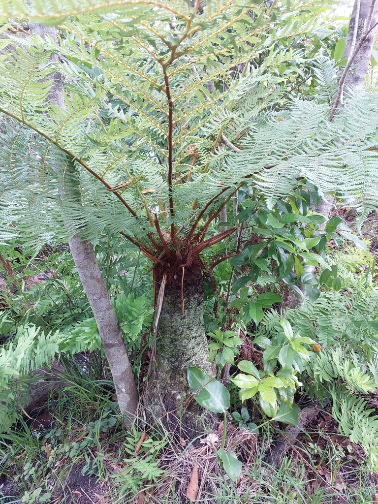Grassveld Tree Fern from Dududu, South Africa on November 4, 2022 at 04 ...