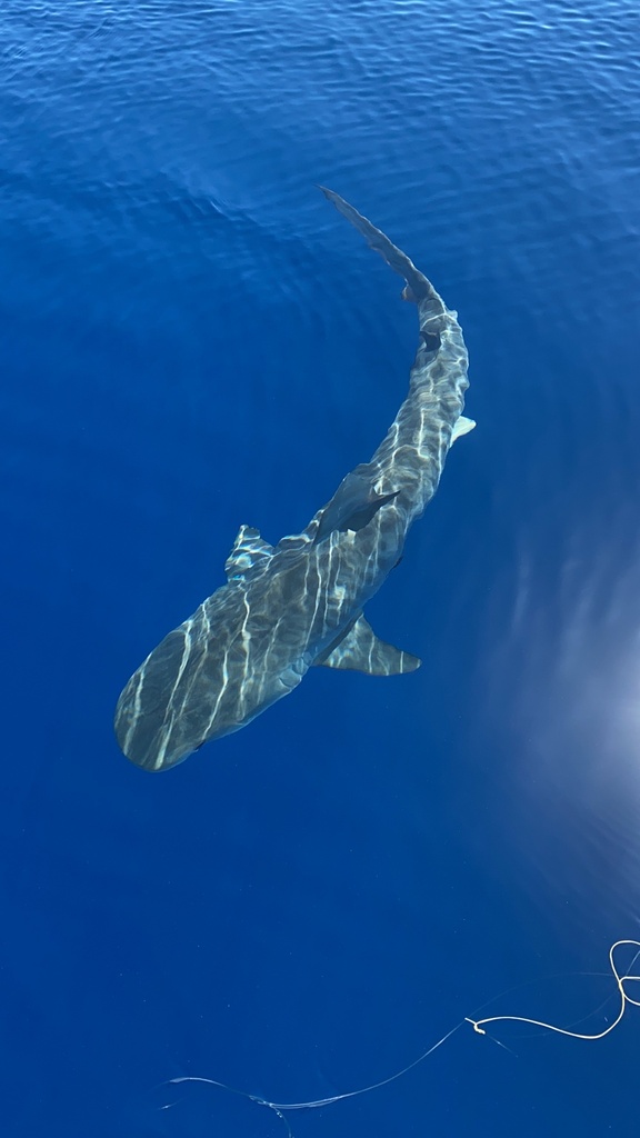 Tiger Shark in October 2020 by Harry Foster · iNaturalist