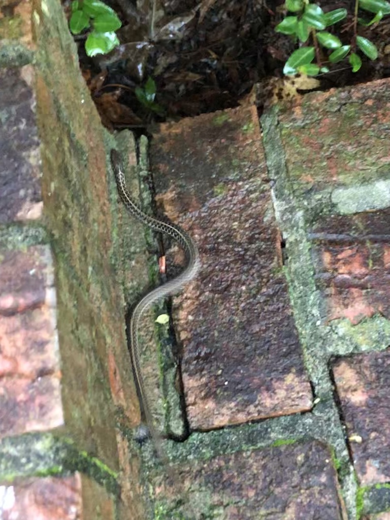 Gimkit - live learning game show