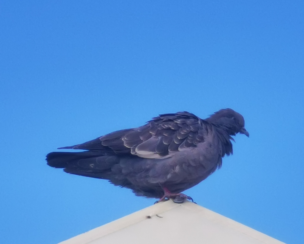 Spot-winged Pigeon from puno Malecon, 21001, Peru on November 04, 2022 ...
