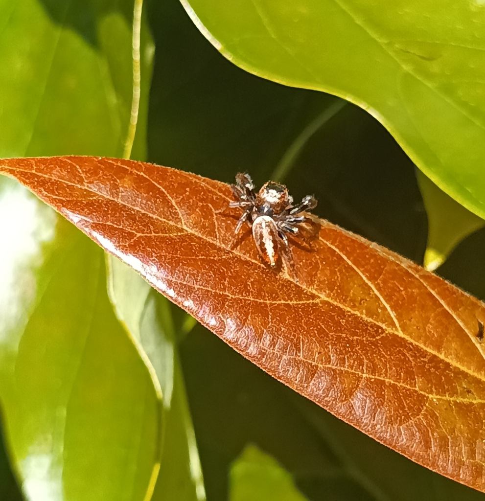 Typical Jumping Spiders from St Andrews Beach VIC 3941, Australia on ...