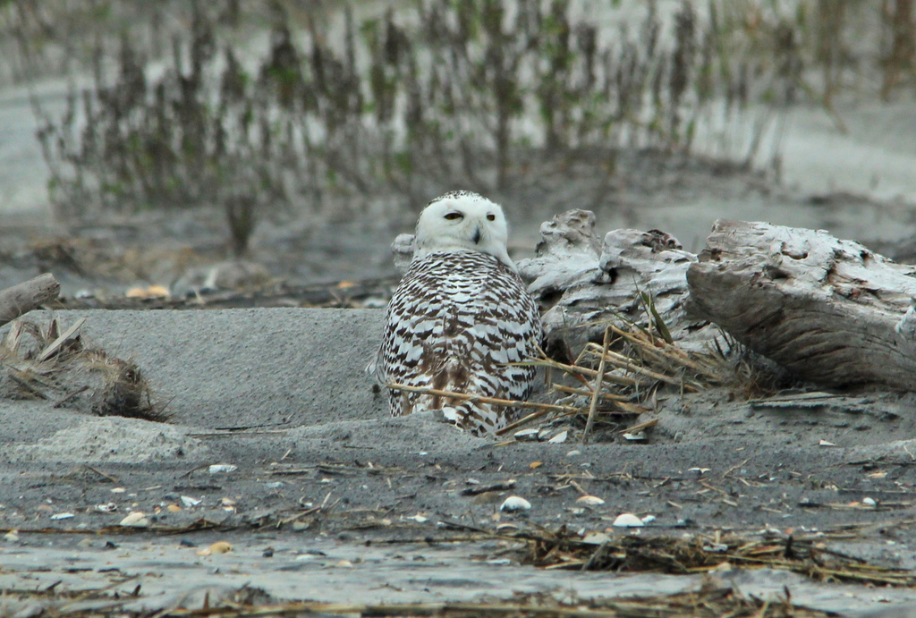 Snowy Owl from Northside, Jacksonville, FL, USA on January 01, 2014 at ...