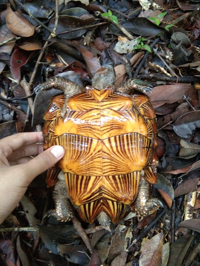 Spiny Terrapin in November 2022 by Ferdian Wira Pratama · iNaturalist