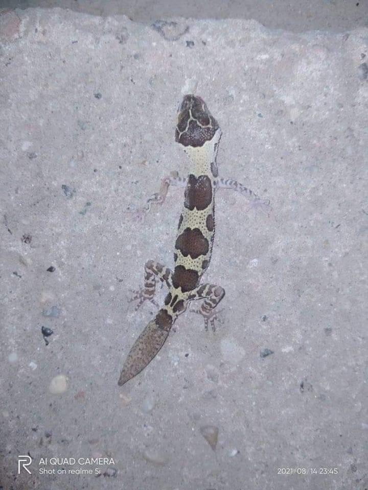 Short-toed Bent-toed Gecko from Mandalay, MM on November 02, 2021 at 10 ...