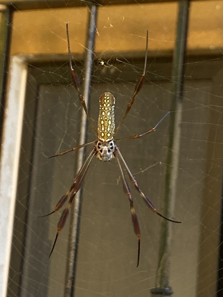 Golden Silk Spider from Calle Marlin, Yelapa, JAL, MX on November 03 ...