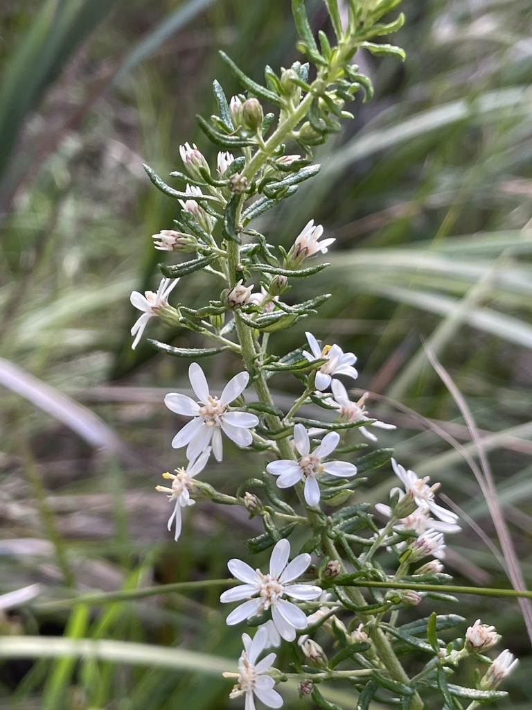 Twiggy Daisy-Bush from Upper Sweetwater Creek Reserve, Frankston South ...