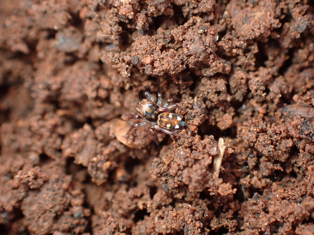 Termite-eating sun jumping spider from Dr Kenneth Kaunda District ...